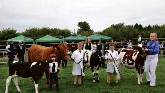 An array of beautifully turned out stock at Ashwater Agricultural Show ...