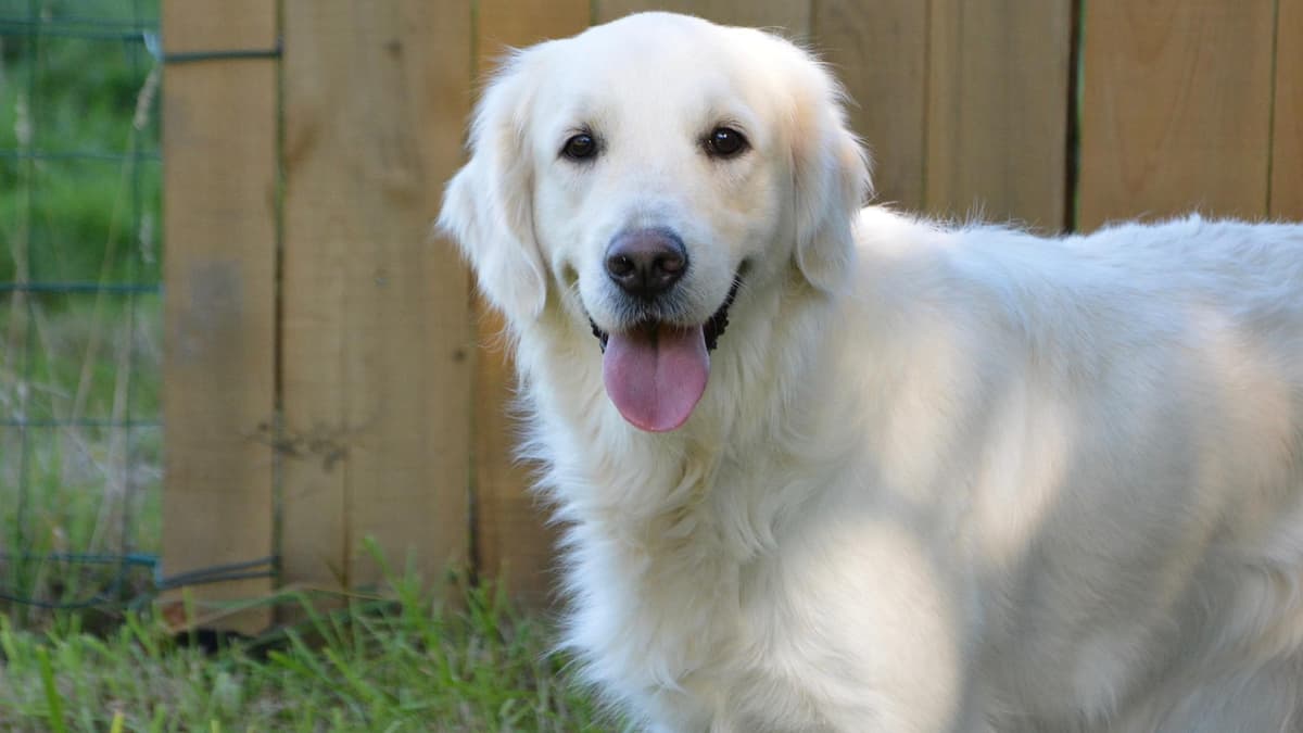 Redrow Supports the Okehampton and District Guide Dogs Fundraising ...