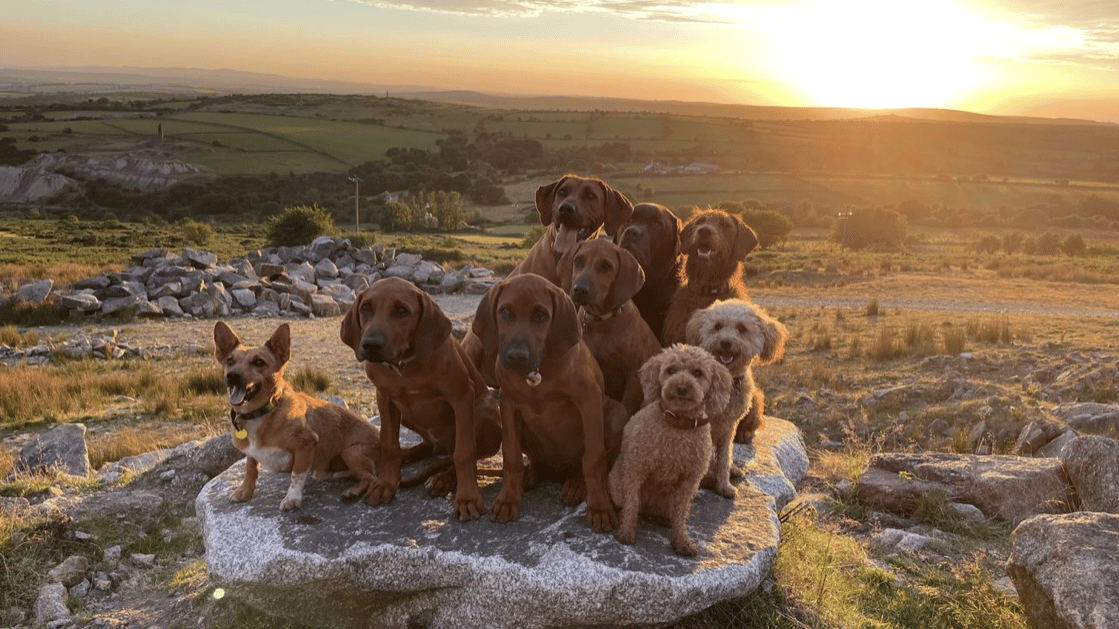 2023 Crufts Champions from our area | holsworthy-today.co.uk