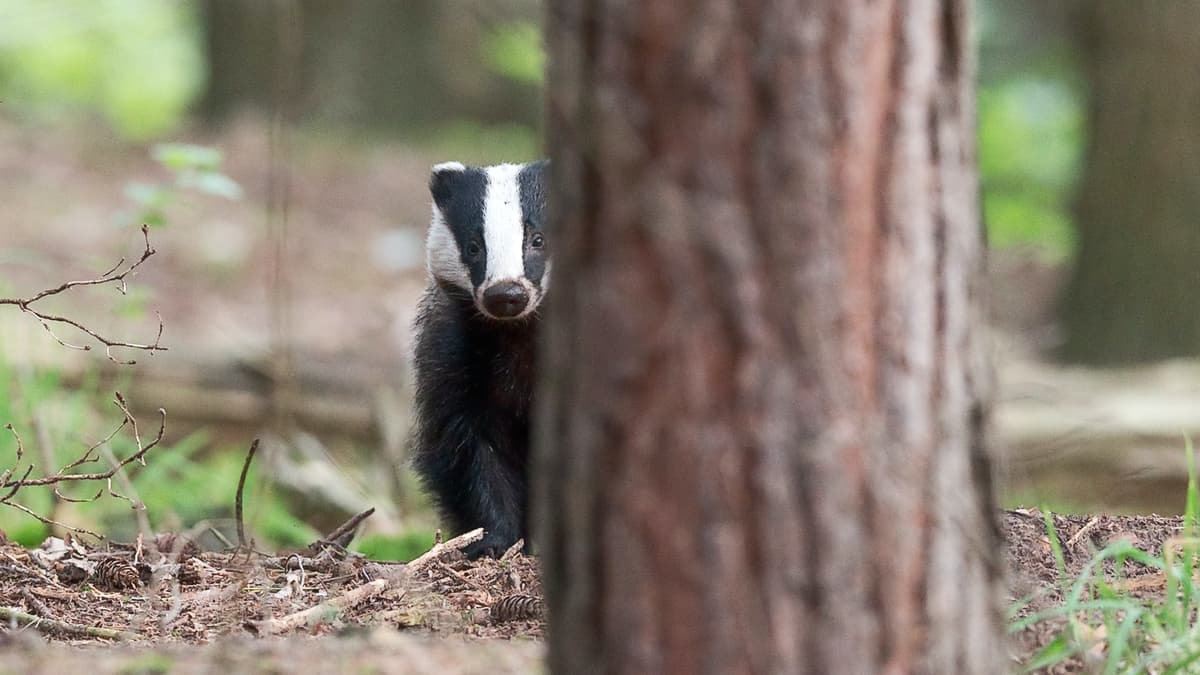 Half of Britain's badgers killed as badger cull figures for 2022 ...
