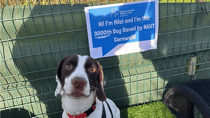 Animals "living their best lives" following 5,000th rescue | holsworthy ...