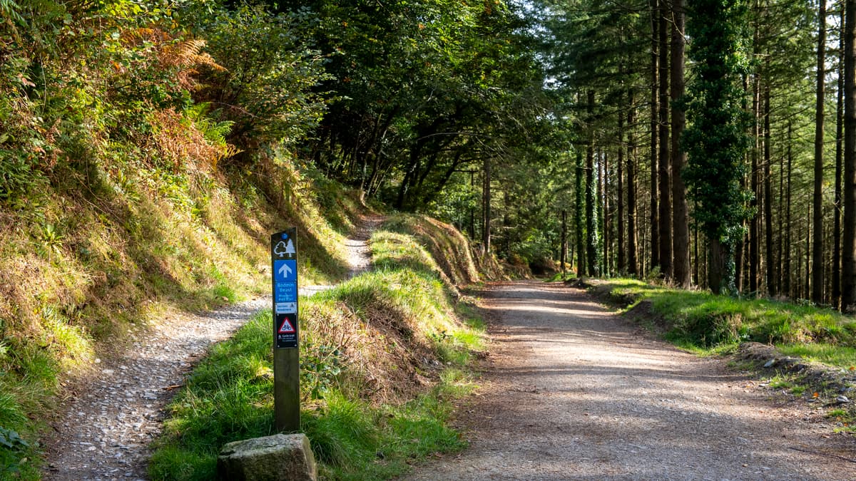 Storm Darragh: Popular woodland walk announces closure amid safety risk ...