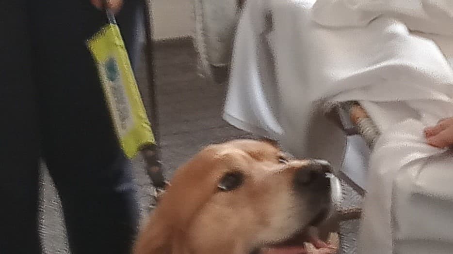 Tilly the guide dog is guest of honour | holsworthy-today.co.uk