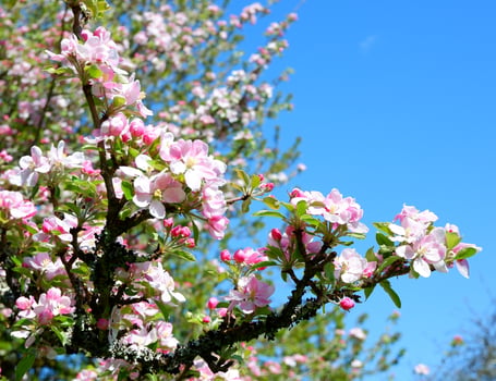 Tamar Valley celebrates the Festival of Blossom with National Trust ...