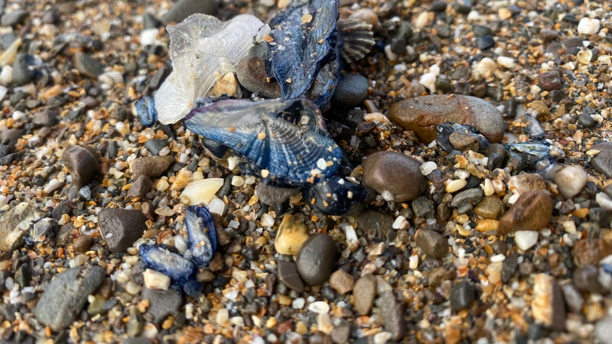 Blue creatures wash up on Widemouth bay shoreline | holsworthy-today.co.uk