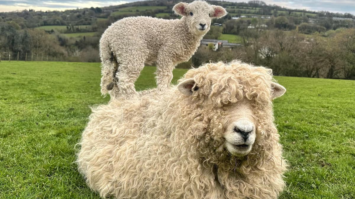 Springtime joy as new arrival helps bolster rare breed numbers ...