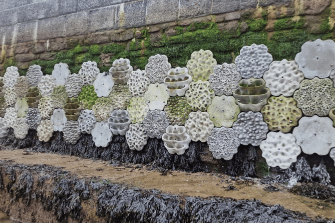 ‘Living Sea Walls’ boost marine life in harbours across Cornwall ...