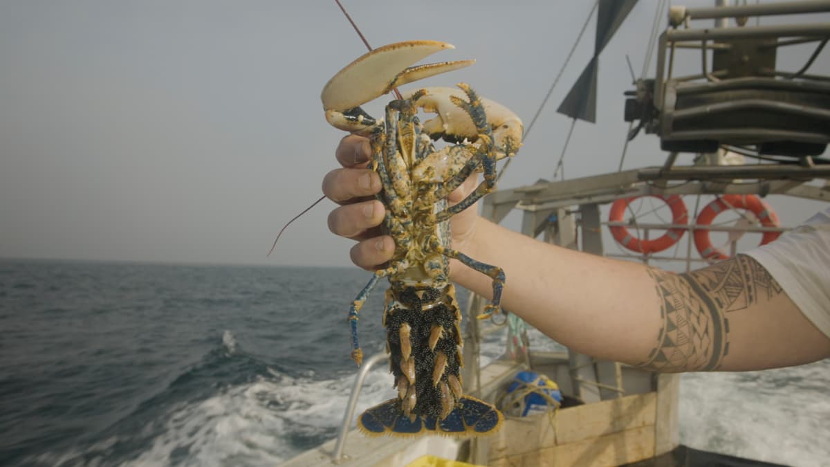 Crowdfunder hopes to create 'A Clawsome Tale' documenting hidden world ...