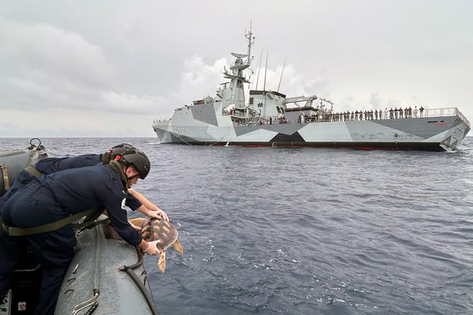 Royal Navy returns rare turtles to original habitat | holsworthy-today ...