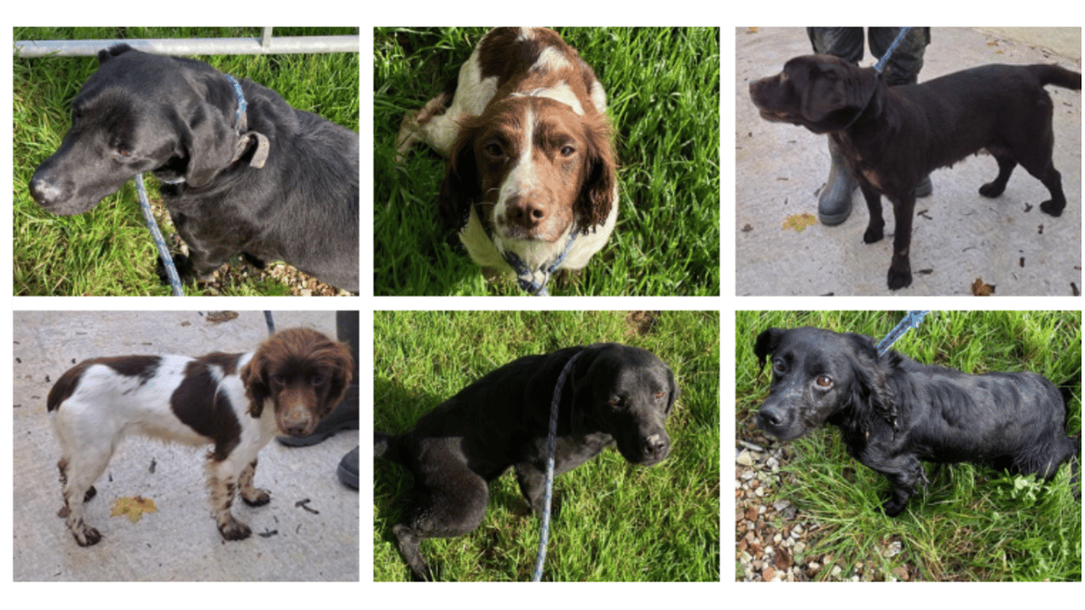 Cornwall Council launch urgent appeal to find owner of six dogs found ...