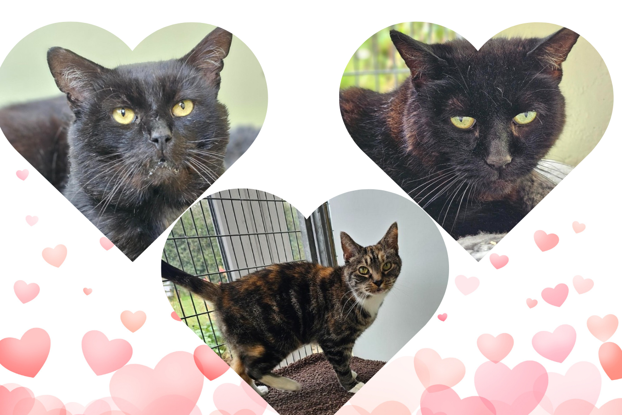 These three RSPCA Cornish cats have spent over 200 days looking for the ...