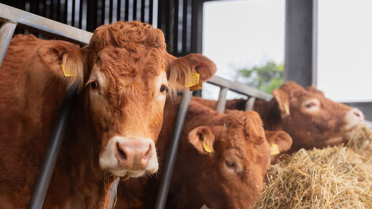 Finalists for new Cornish food produce award announced | holsworthy ...