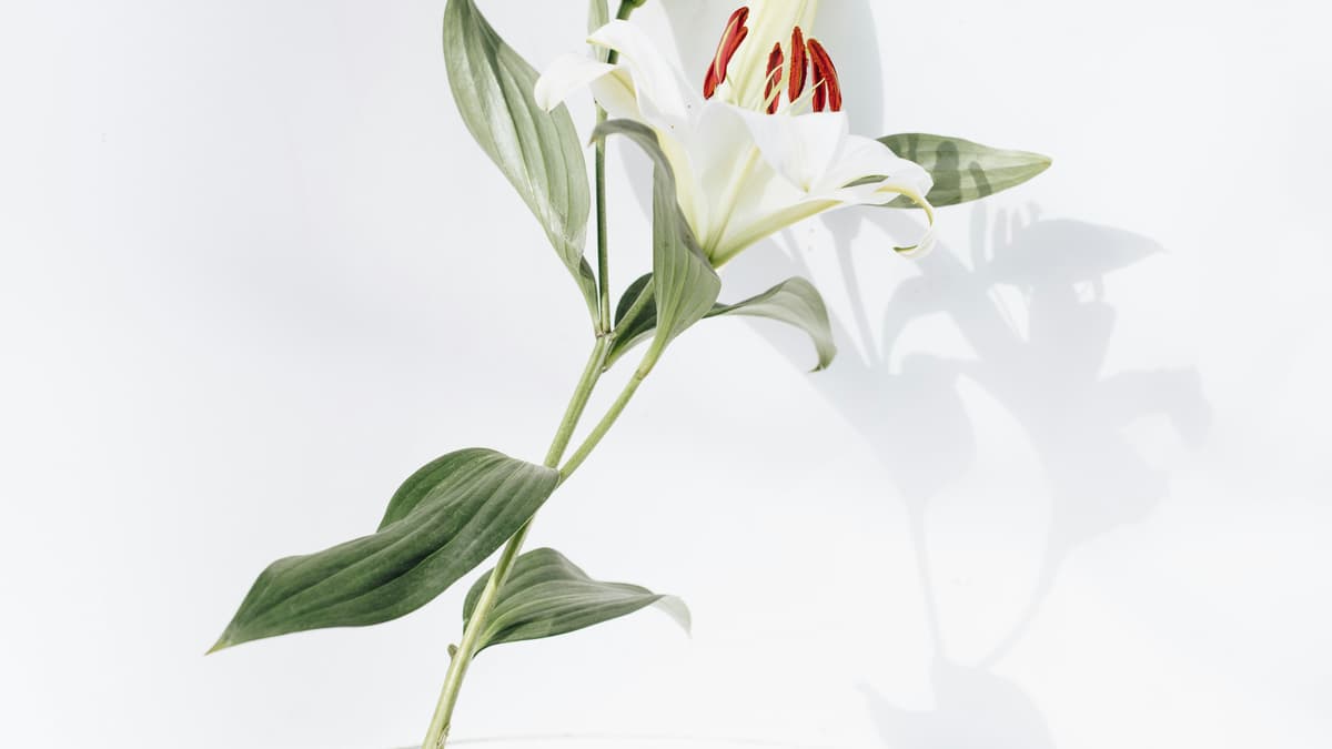 Obituary: Clare Downes | holsworthy-today.co.uk