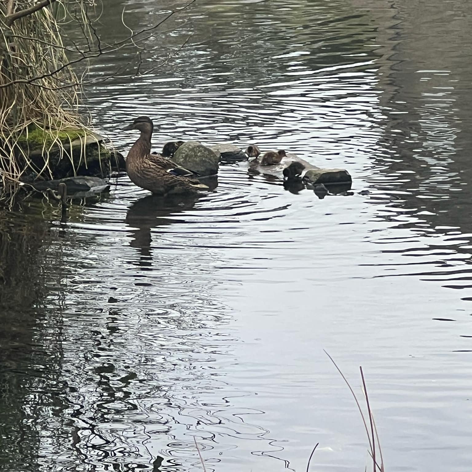 Spring joy as first ducklings hatch at Bodmin's Priory Park ...