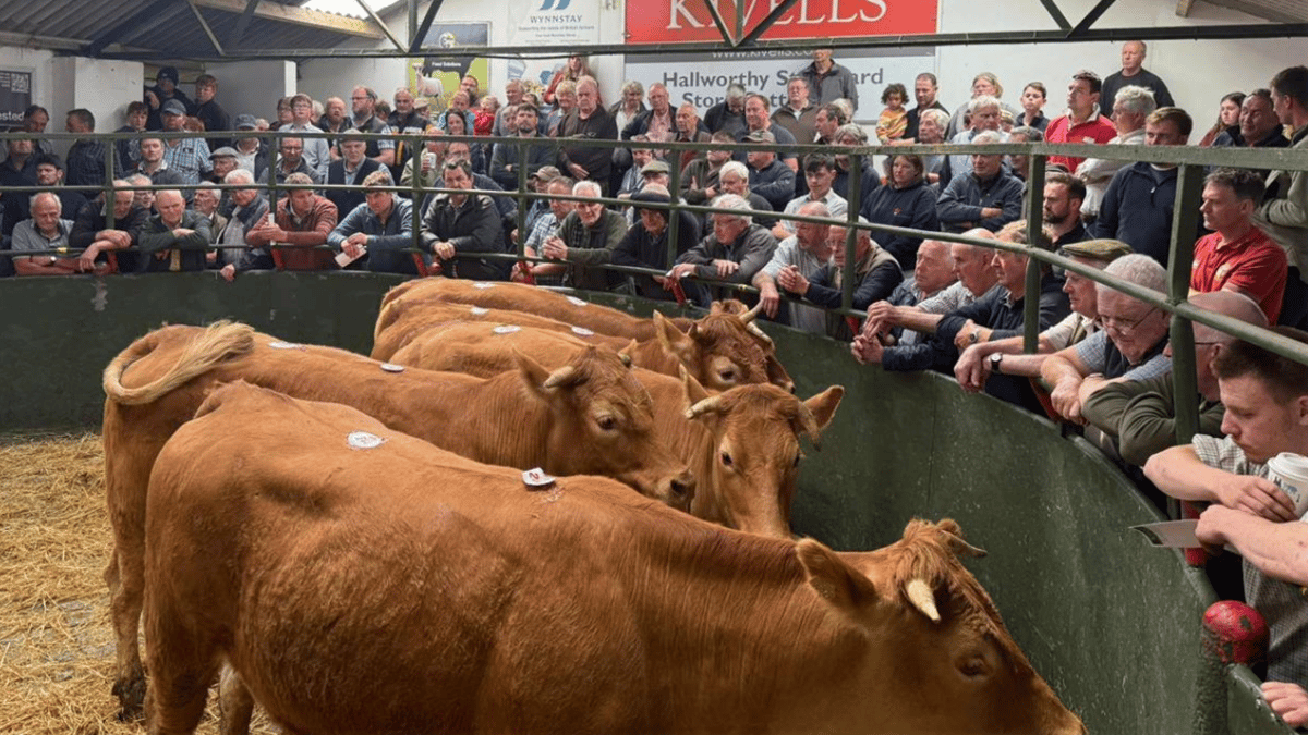 Hallworthy Livestock Market Report: Thursday, May 29 | holsworthy-today ...
