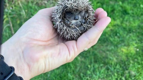 Tiny 'Spitfire' rescued thanks to Cornish conservation project ...