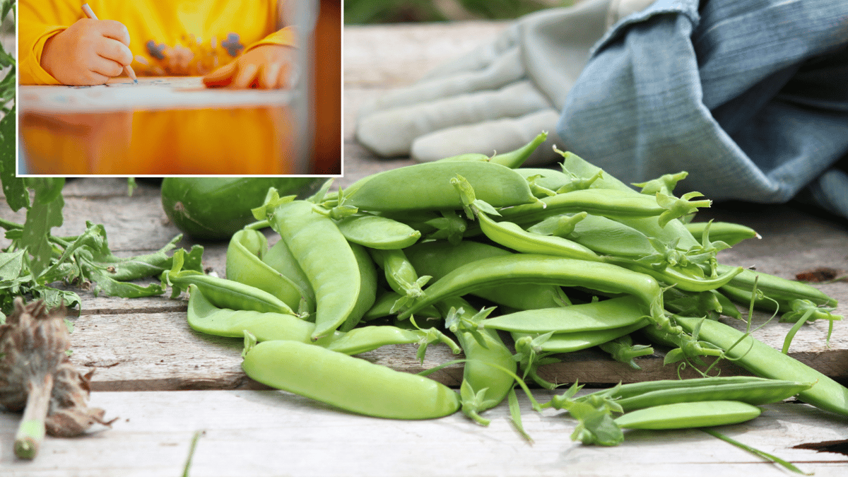 Young poets invited to celebrate British farming with pea-themed poems ...