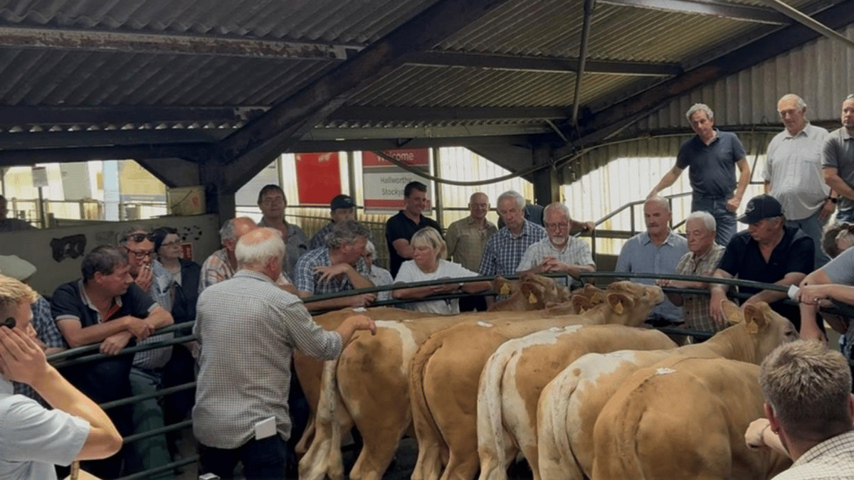 Hallworthy Livestock Market Report: Thursday, July 10 | holsworthy ...