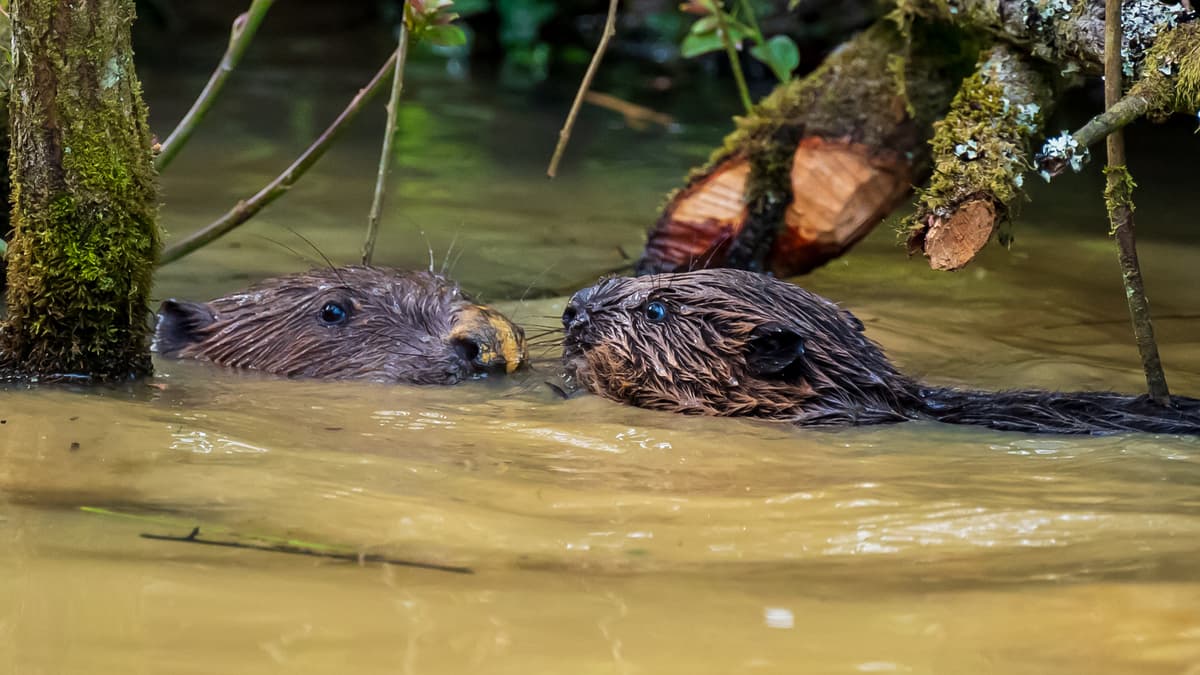 Delight as two baby beavers born in Cornwall as part of national ...