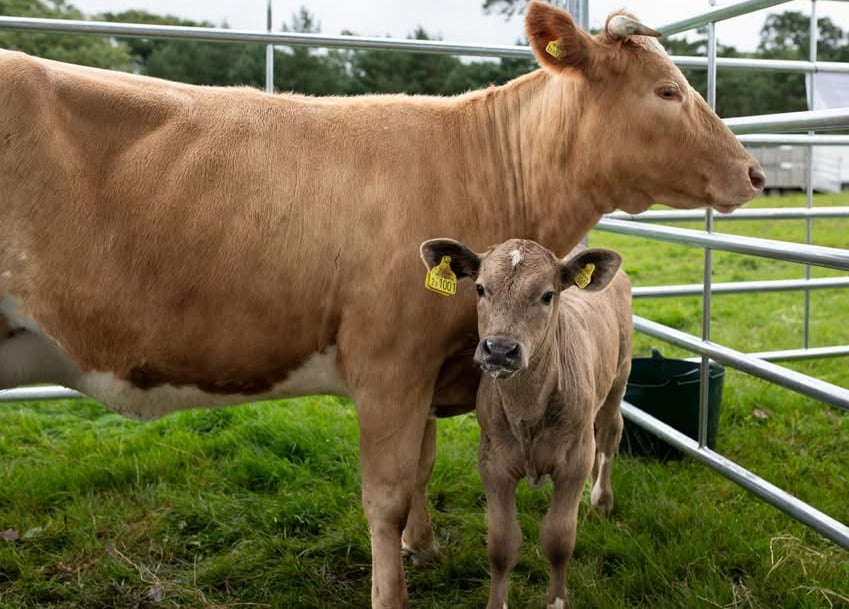 Woolsery Show: A day of fun for all the family | holsworthy-today.co.uk