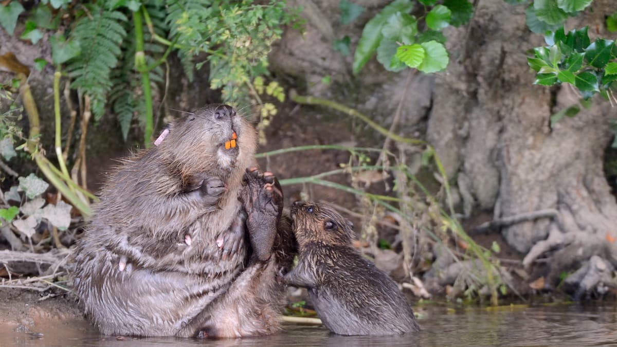 Cornwall Wildlife Trust welcomes first wild beaver kits at Helman Tor ...