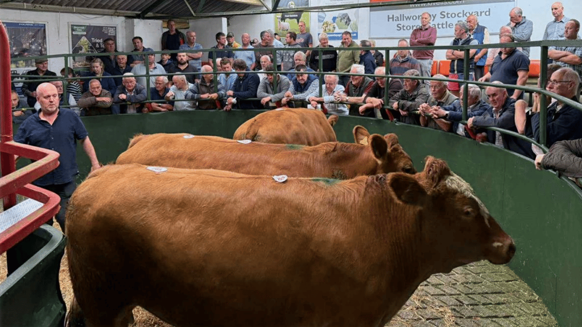 Hallworthy Livestock Market Report: Thursday, August 14 | holsworthy ...