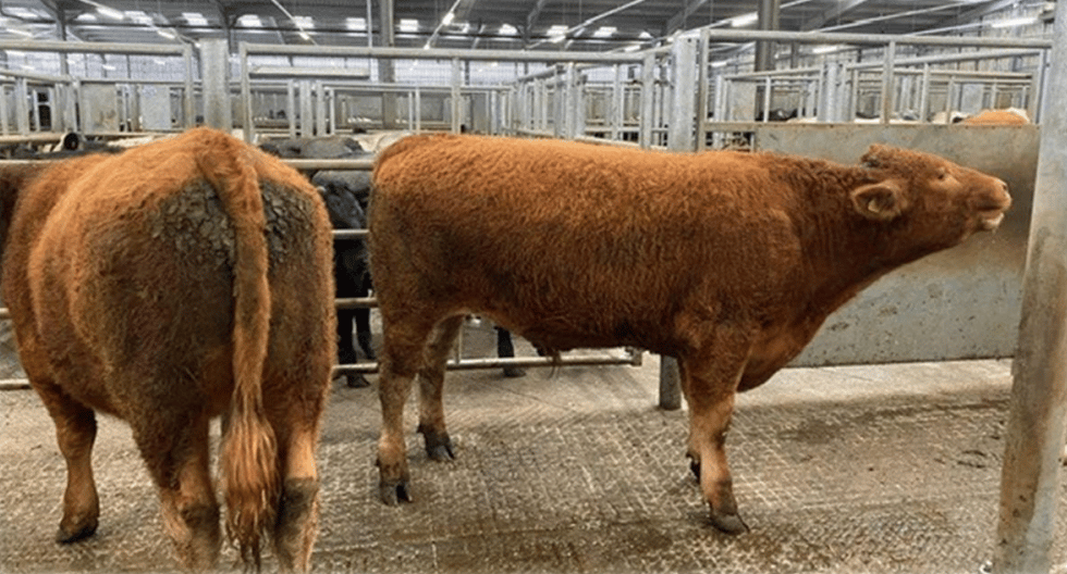 Holsworthy Livestock Market Report: Wednesday, October 1 | holsworthy ...