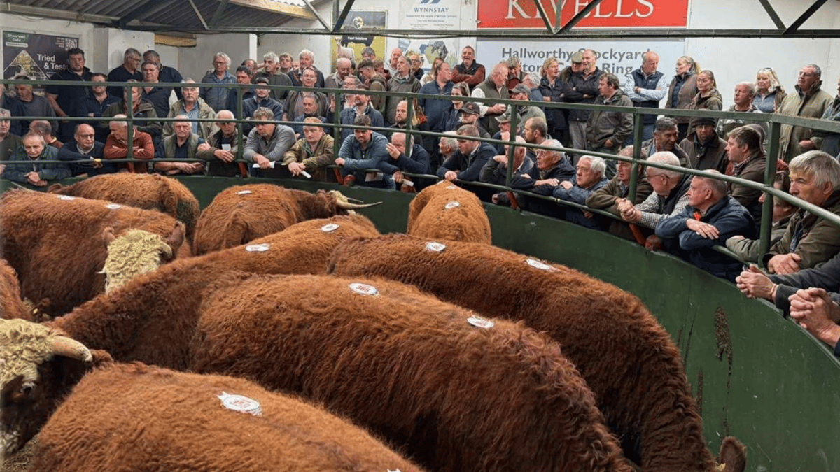 Hallworthy Livestock Market Report: Thursday, October 9 | holsworthy ...