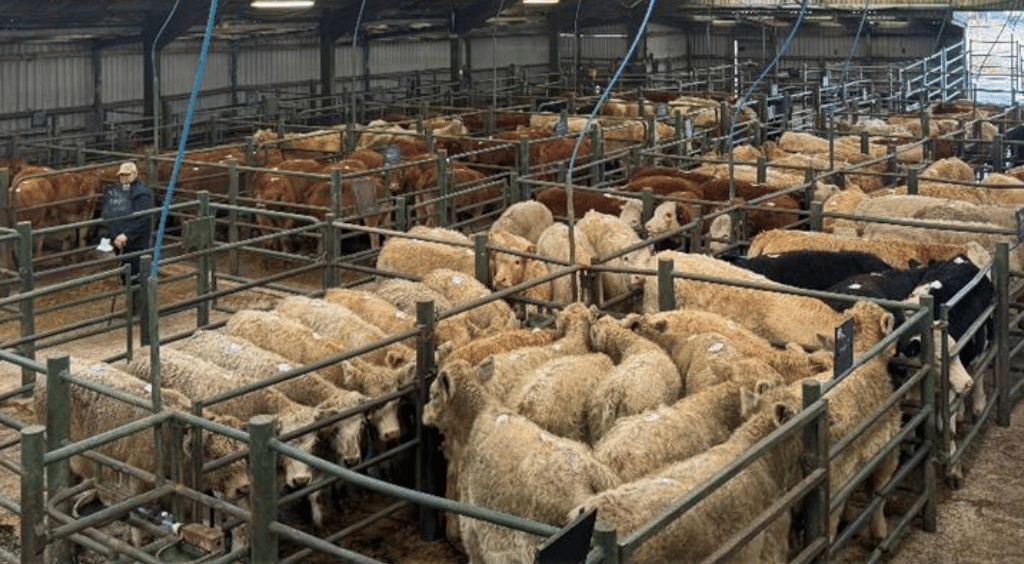 Hallworthy Livestock Market Report: Thursday, November 6 | holsworthy ...