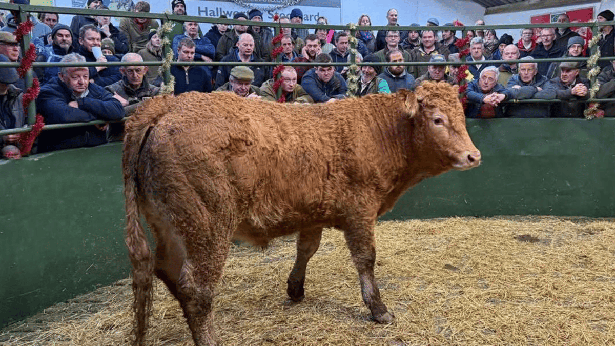 Hallworthy Livestock Market Report: Thursday, December 11 | holsworthy ...