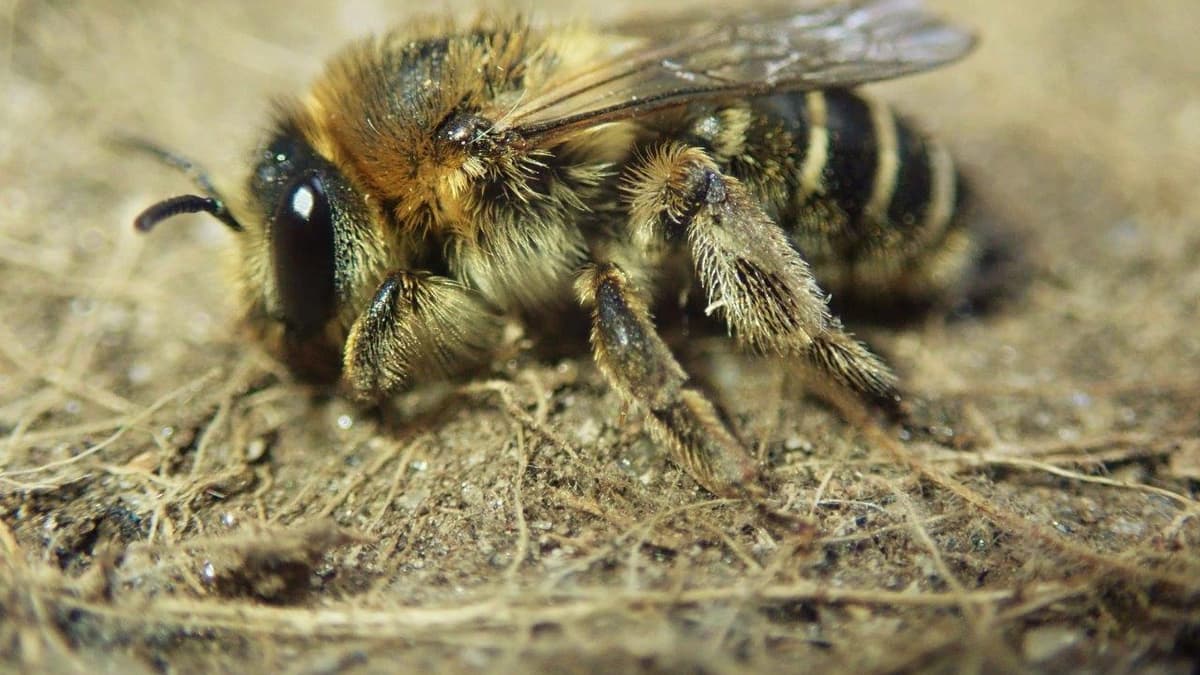 Researchers make exciting bee discovery in Cornwall | holsworthy-today ...