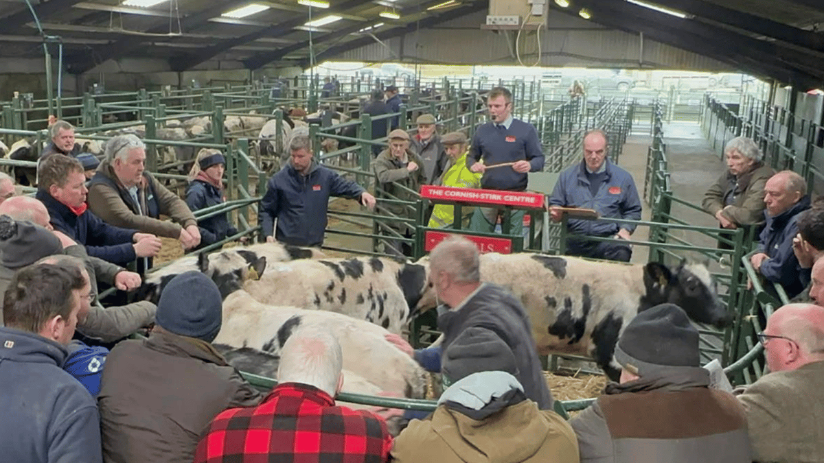 Hallworthy Livestock Market Report: Thursday, February 26 | holsworthy ...